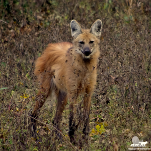 St Louis Charitable Organizations